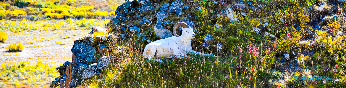 Road Trip Across Alaska: How to plan - Routes, Costs, Tips