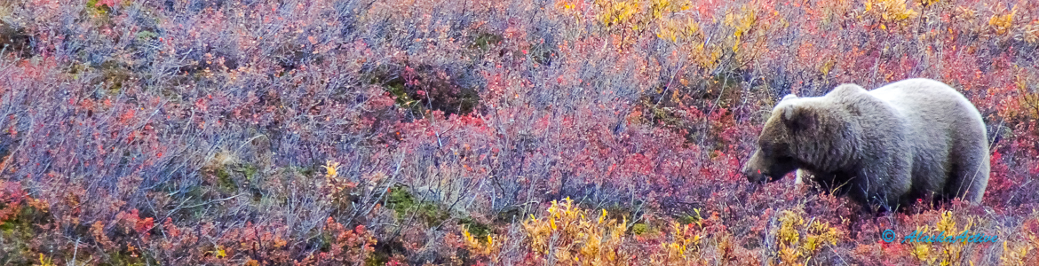 Alaska Fall Colors Rail & Drive Tour | Autumn Colors Foliage Fairbanks