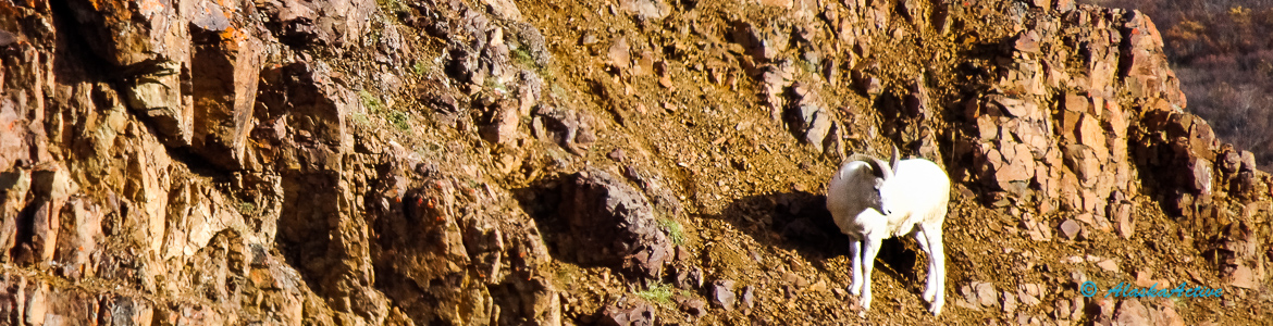 Seward Rail Tour to Denali National Park | Seward Train Package